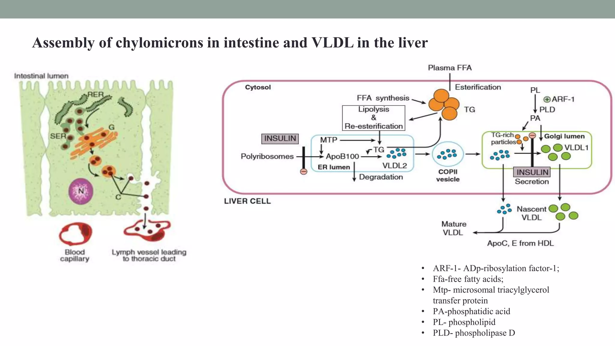 lipoproteins and its metabolism | PPTX
