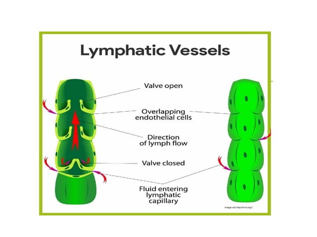 BSN 1st semester Anatomy and physiology lymphatic System.pdf | Ear ...