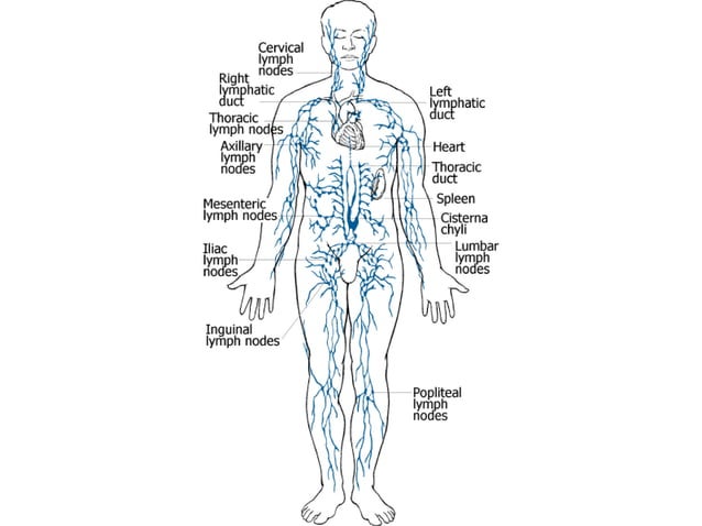 BSN 1st semester Anatomy and physiology lymphatic System.pdf | Ear ...
