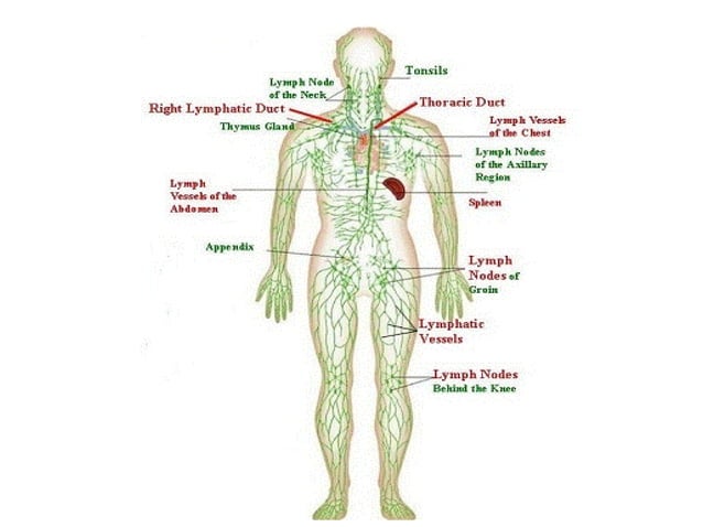 BSN 1st semester Anatomy and physiology lymphatic System.pdf | Ear ...