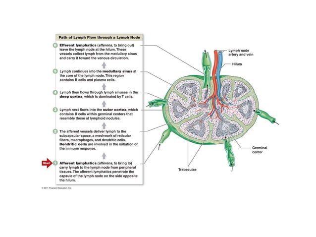 BSN 1st semester Anatomy and physiology lymphatic System.pdf | Ear ...