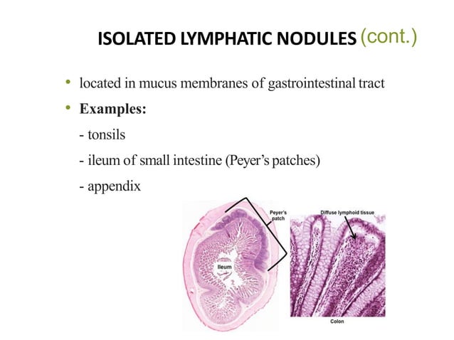 BSN 1st semester Anatomy and physiology lymphatic System.pdf | Ear ...