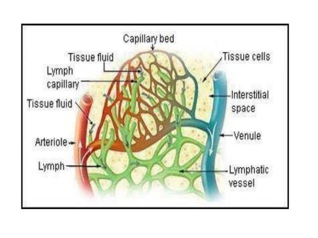 BSN 1st semester Anatomy and physiology lymphatic System.pdf | Ear ...