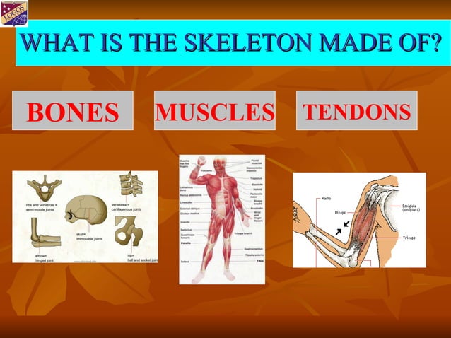 Skeletal System | PPT | Physical Therapy | Wellness