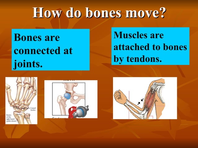 Skeletal System | PPT | Physical Therapy | Wellness