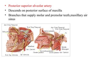 maxillary artery anatomy physiotherapy.ppt