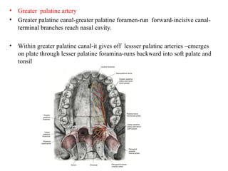 maxillary artery anatomy physiotherapy.ppt