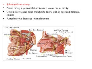 maxillary artery anatomy physiotherapy.ppt