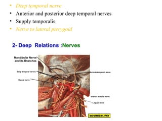 maxillary artery anatomy physiotherapy.ppt