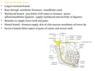 maxillary artery anatomy physiotherapy.ppt