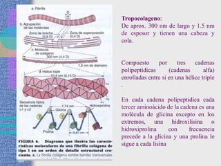 HISTOLOGIA ANIMAL ALTERACIÓN DE FIBRAS COLAGENAS | PPTX