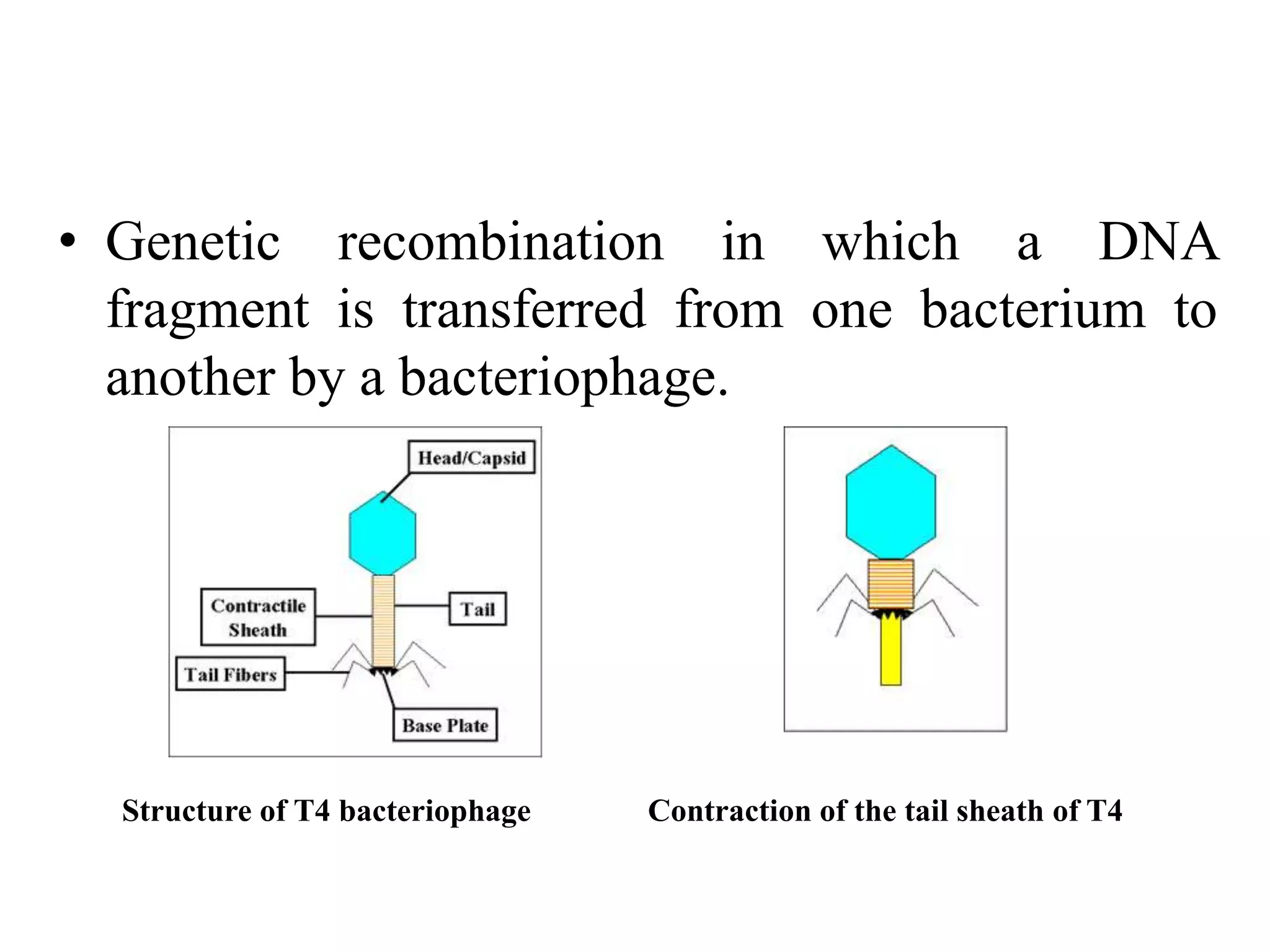 Mechanism of Recombination in Prokaryotes and Eukaryotes FINAL.pptx