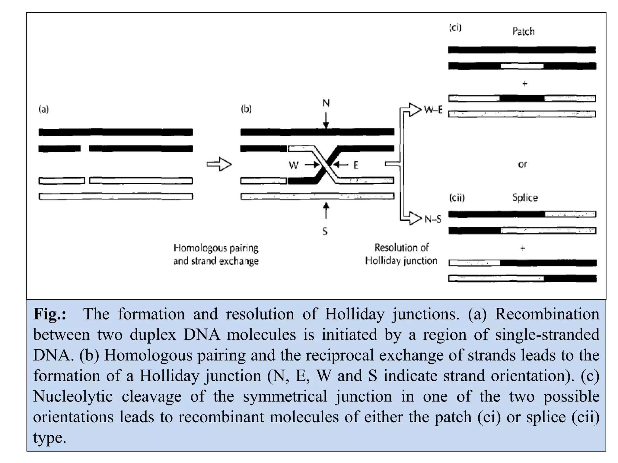 Mechanism of Recombination in Prokaryotes and Eukaryotes FINAL.pptx