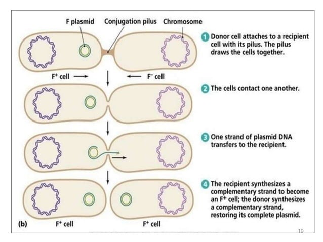 Mechanism of Recombination in Prokaryotes and Eukaryotes FINAL.pptx
