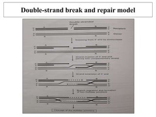 Mechanism of Recombination in Prokaryotes and Eukaryotes FINAL.pptx