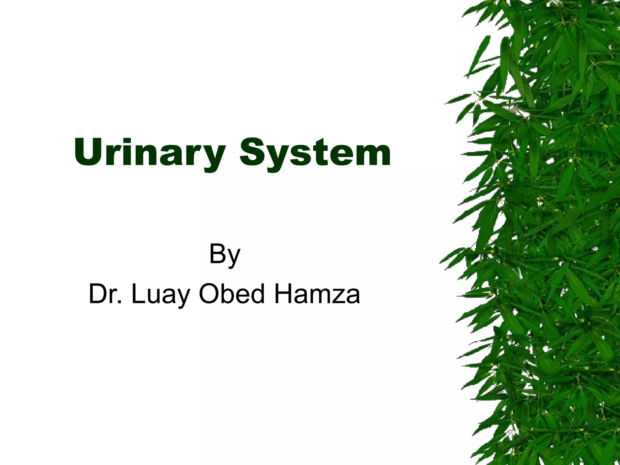 Urinary system | PPT