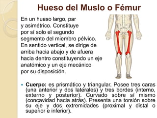 Osteologia Completa de Miembro inferior- Anatomia Kinesiologia | PDF