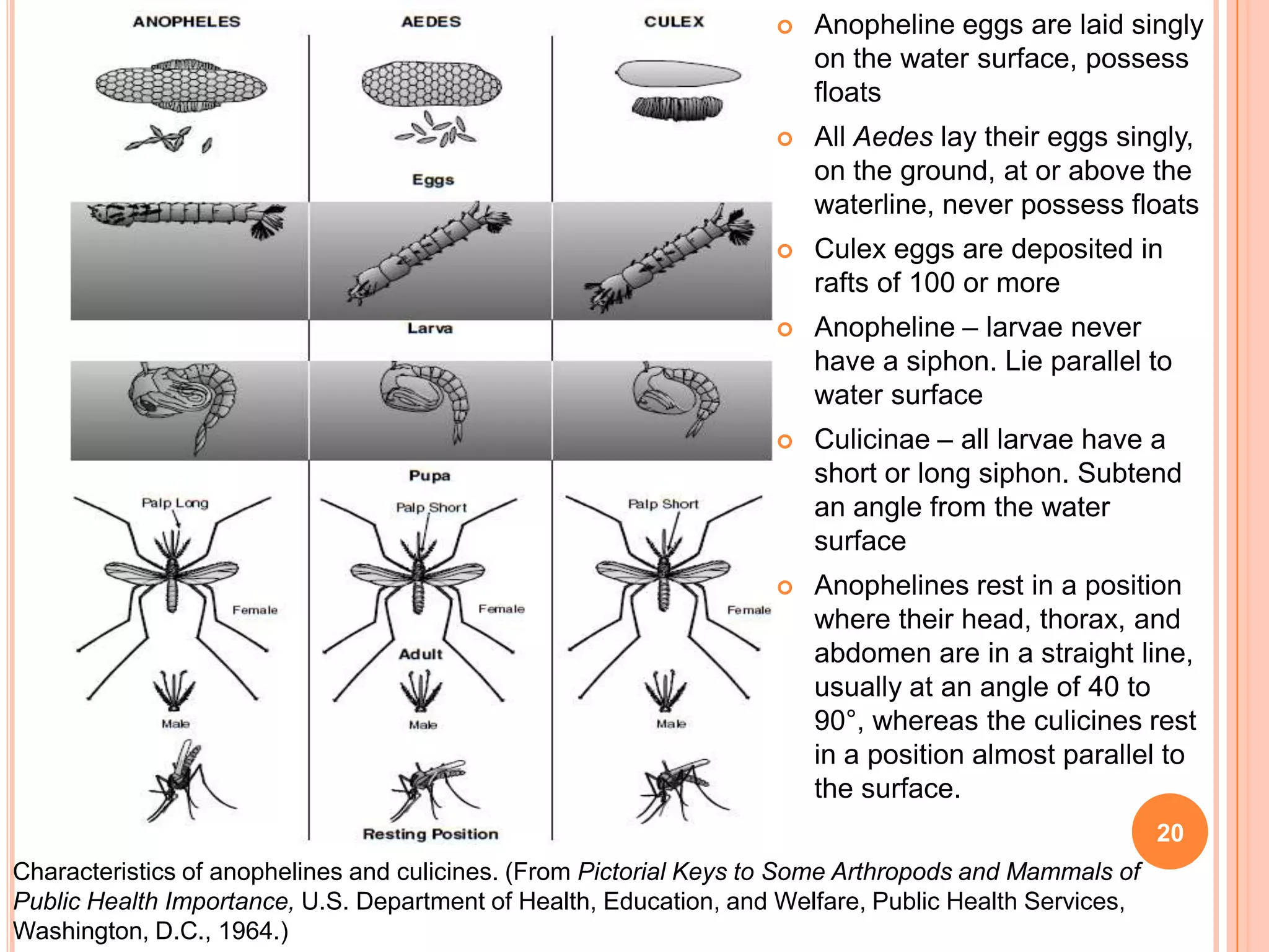 9 Mosquitoes | PPTX