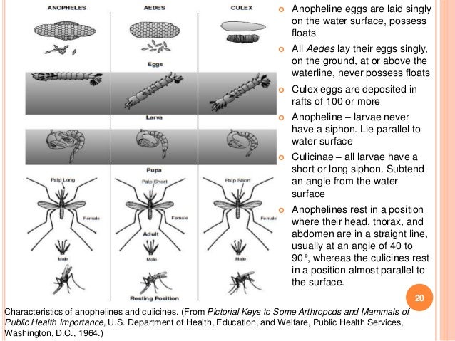 9 Mosquitoes