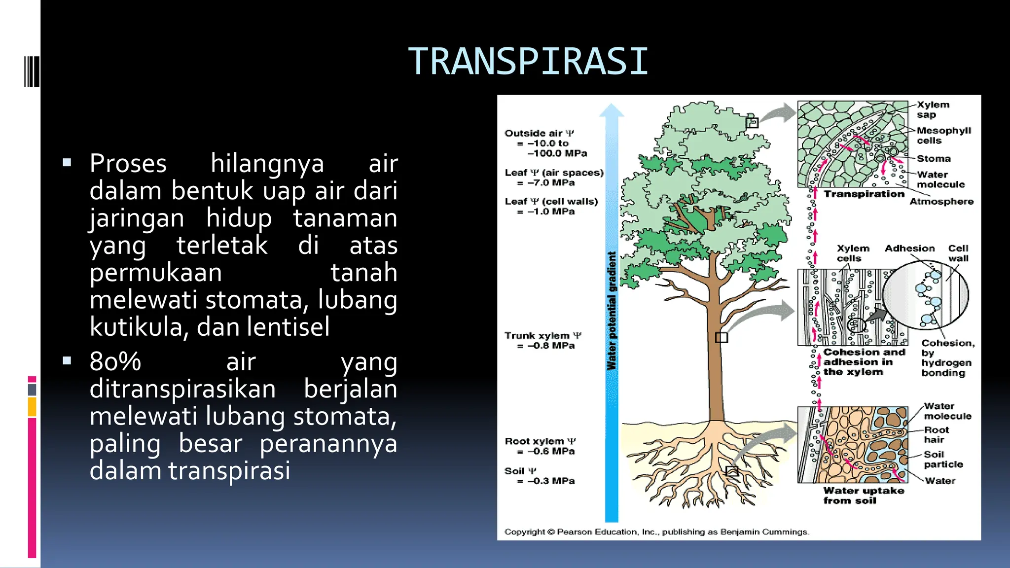 HUBUNGAN_TUMBUHAN_DENGAN_AIR-HUBUNGAN_TUMBUHAN_DENGAN_AIR-2.pptx