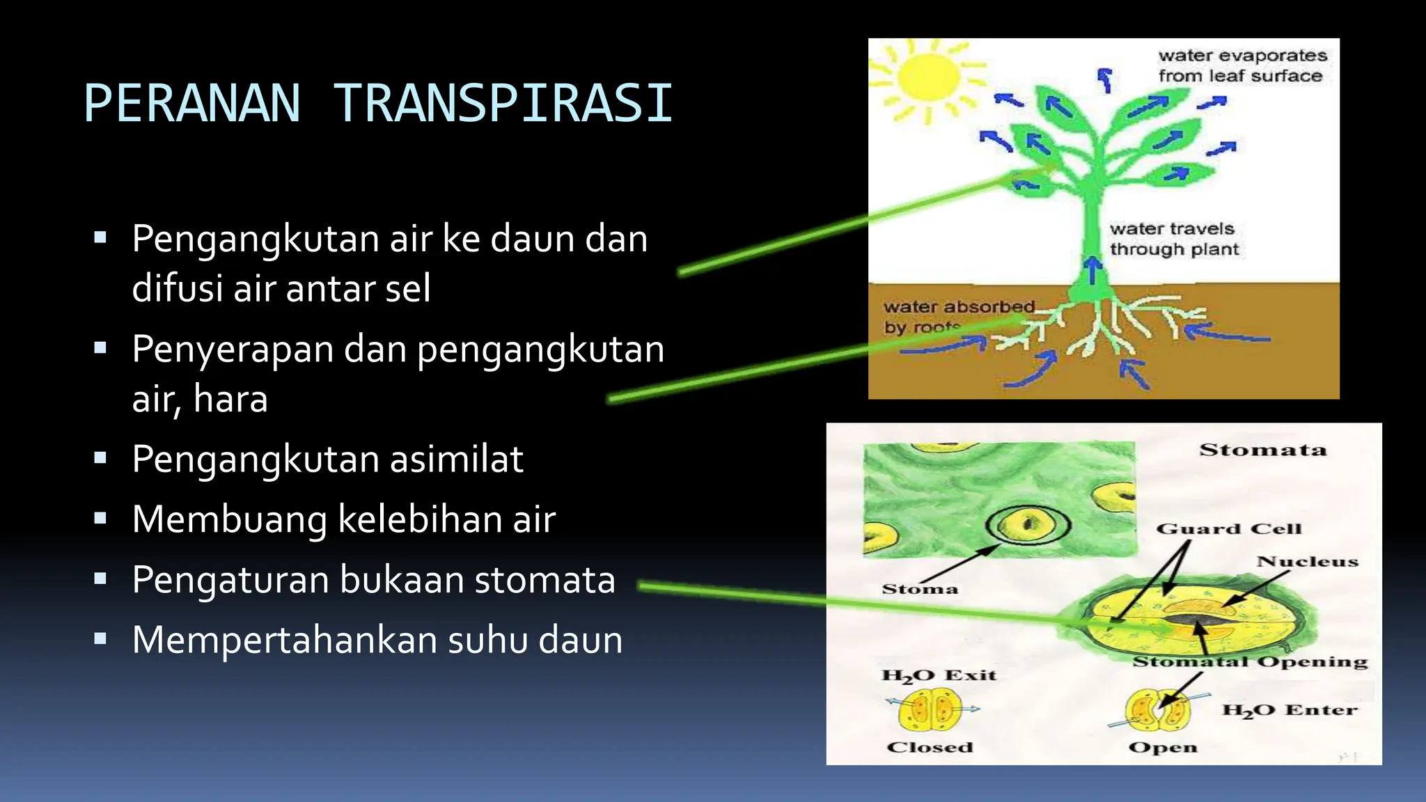 HUBUNGAN_TUMBUHAN_DENGAN_AIR-HUBUNGAN_TUMBUHAN_DENGAN_AIR-2.pptx