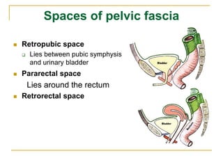 Pararectal Space Borders Clipart