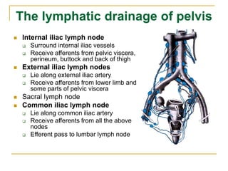 Internal Iliac Lymph Nodes