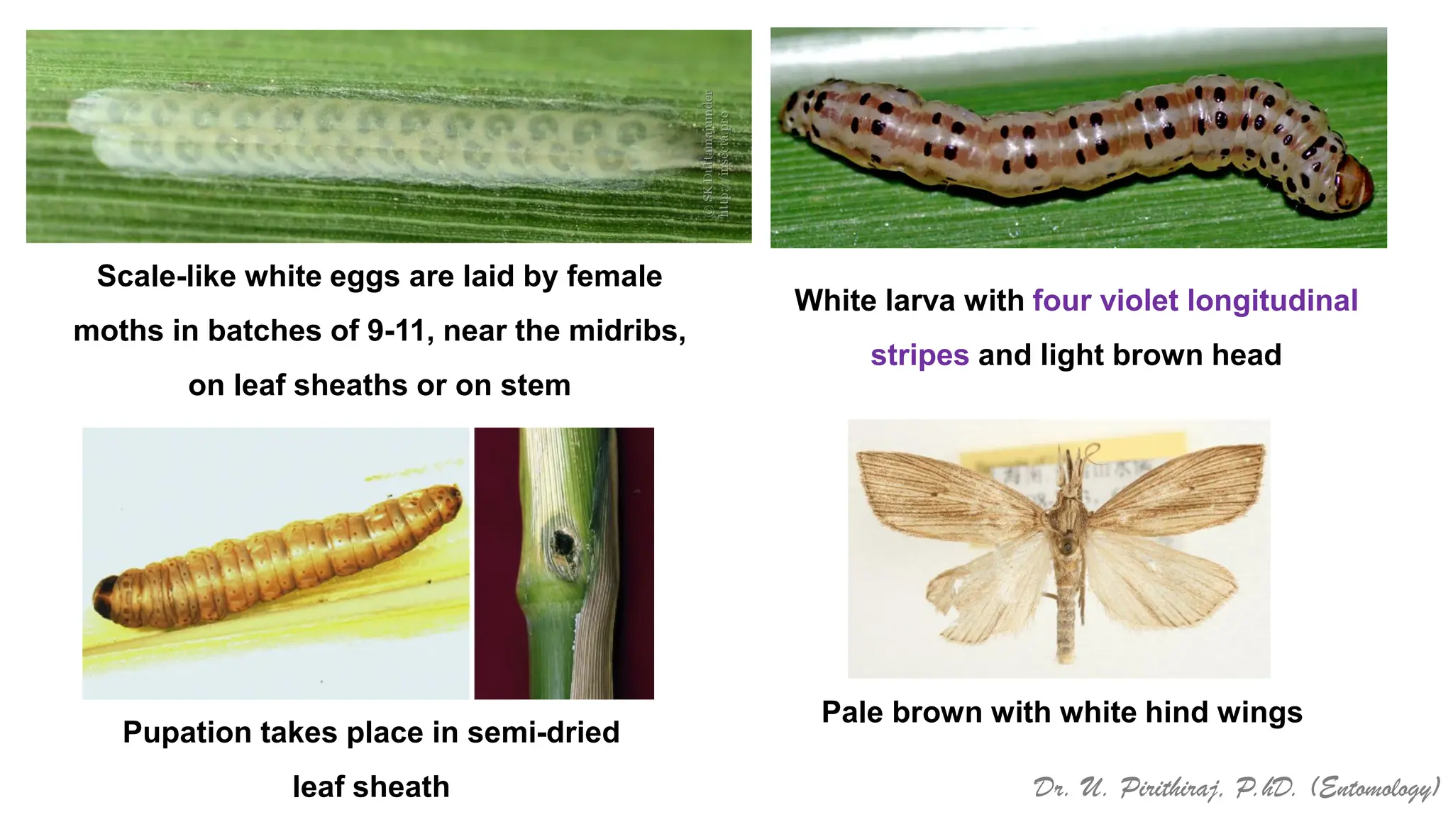 Pests of sugarcane_Binomics_IPM_Dr.UPR.pdf