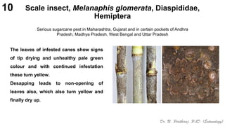 Pests of sugarcane_Binomics_IPM_Dr.UPR.pdf