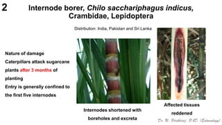 Pests of sugarcane_Binomics_IPM_Dr.UPR.pdf | Gardening | Home & Garden