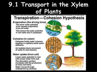 9 plant biology syllabus statements | PPT