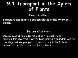 9 plant biology syllabus statements | PPT