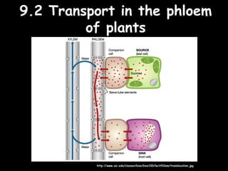 9 plant biology syllabus statements | PPT | Gardening | Home & Garden
