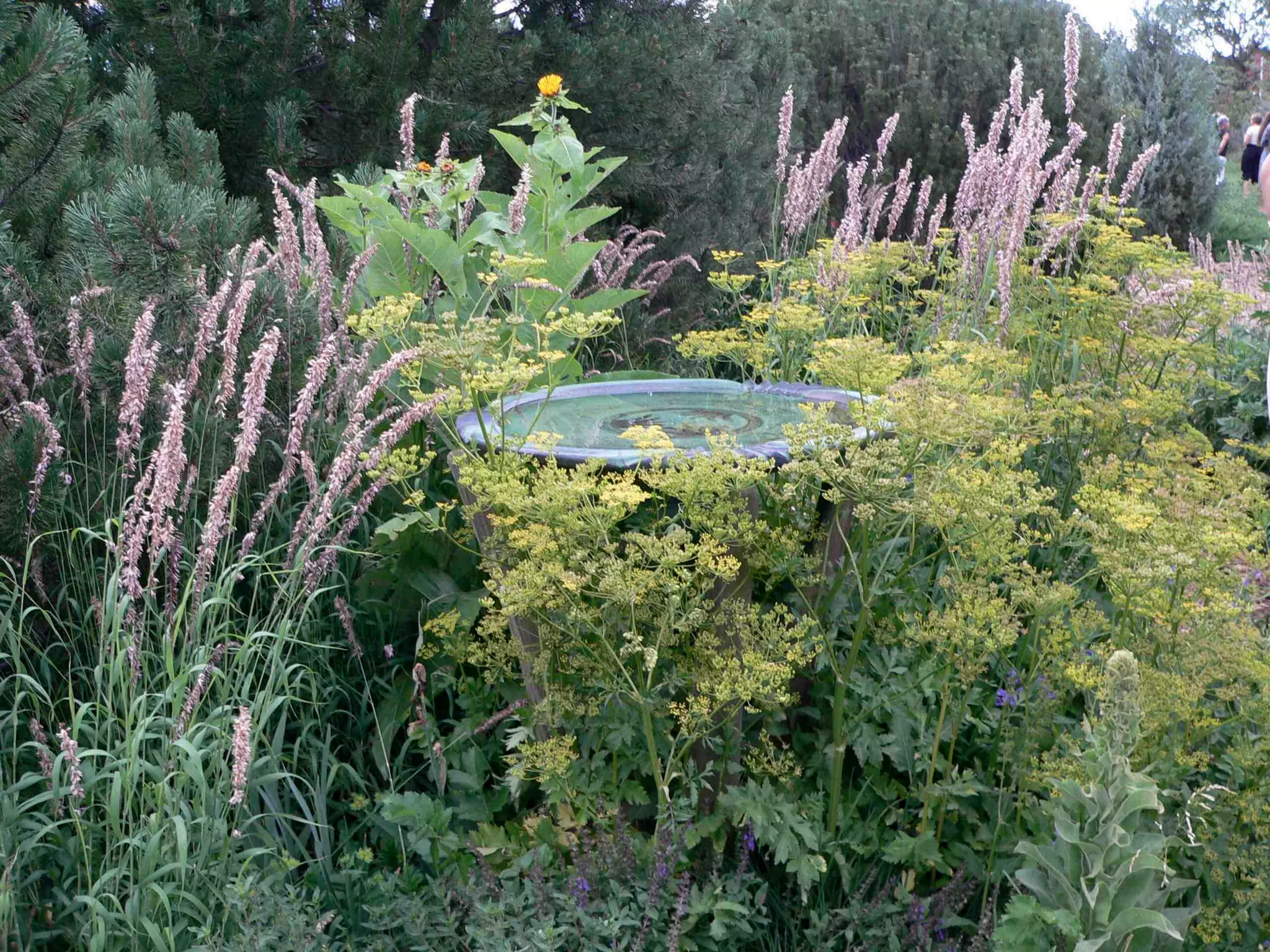 9) pollinator station, fennel | PDF