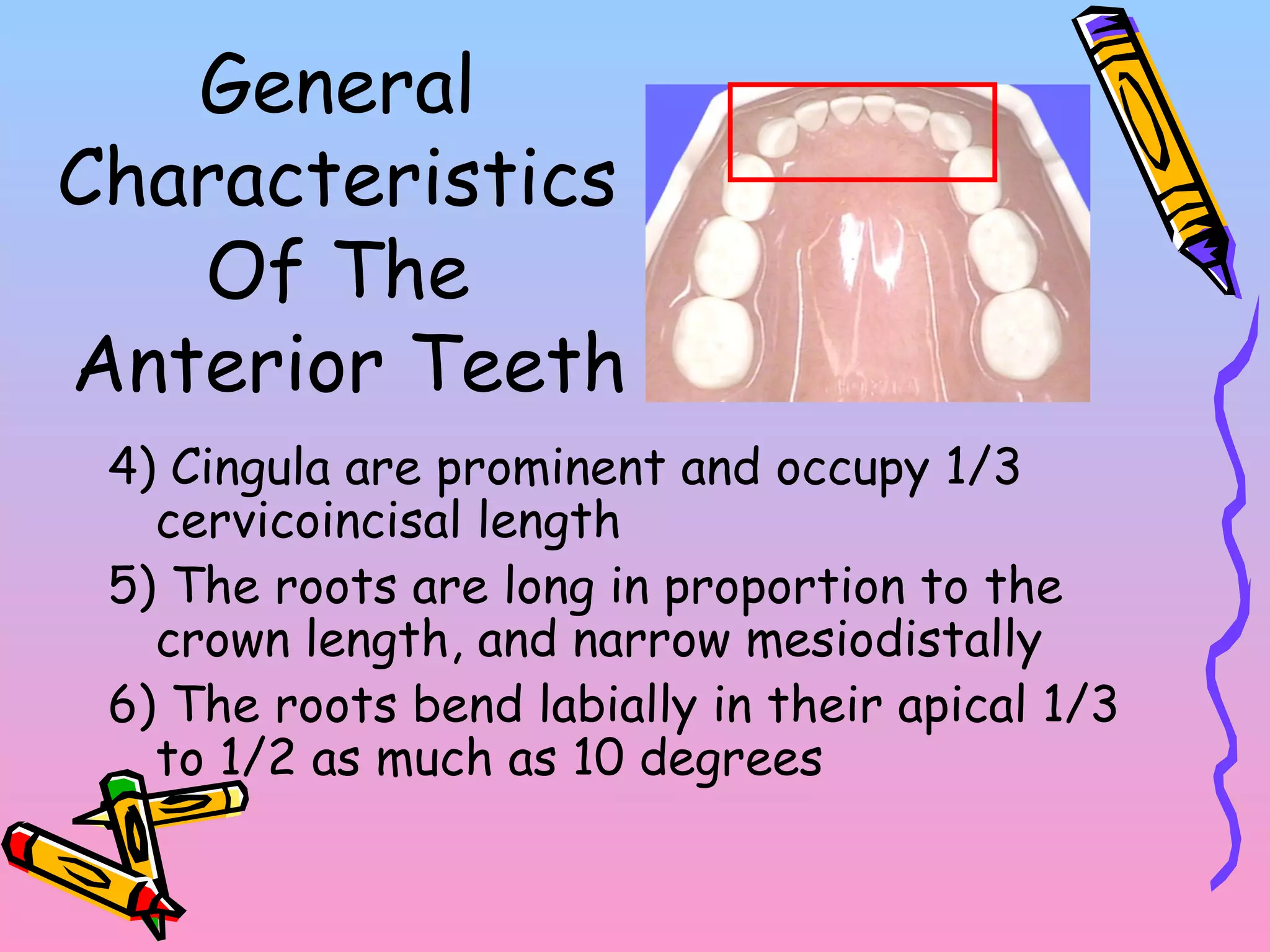 Primary Dentition and Eruption | PPT