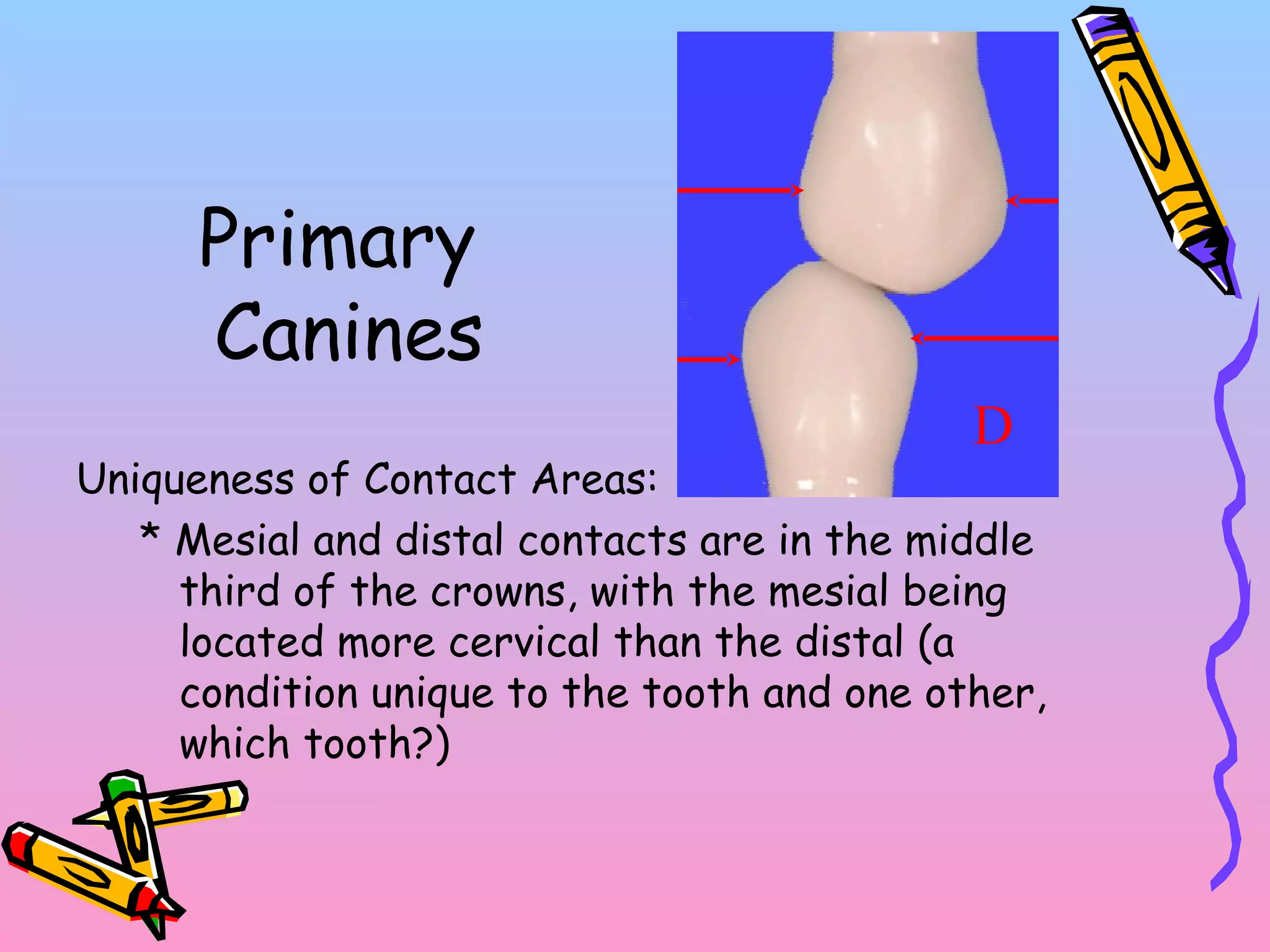 Primary Dentition and Eruption | PPT