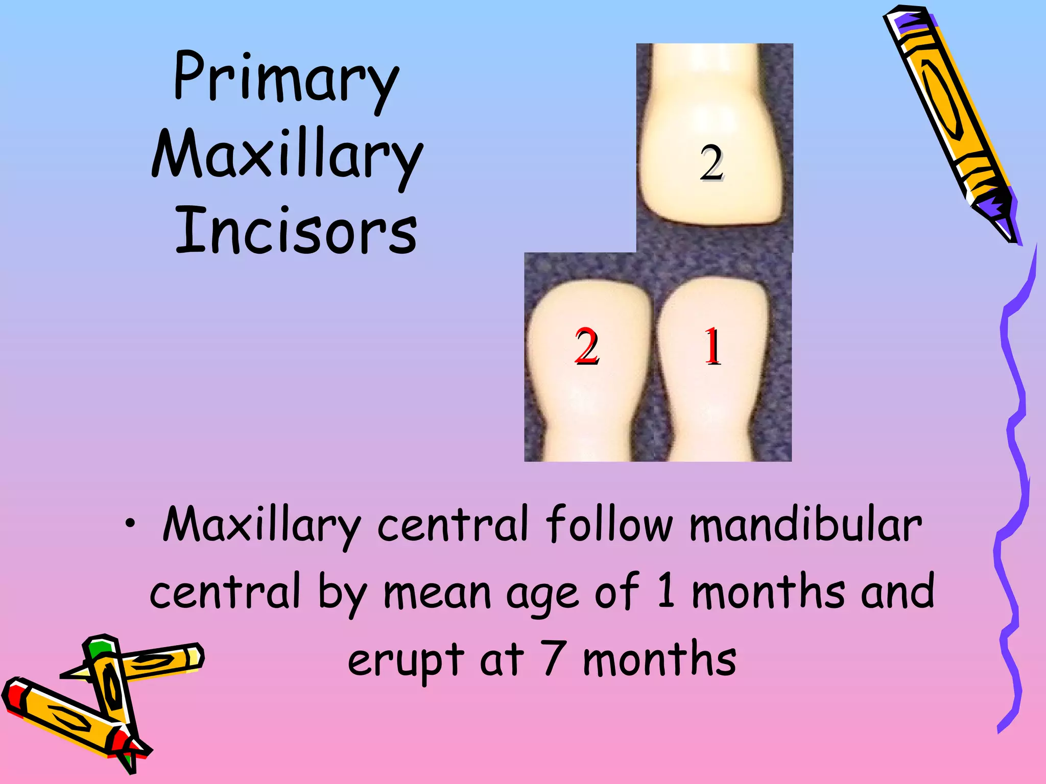 Primary Dentition and Eruption | PPT