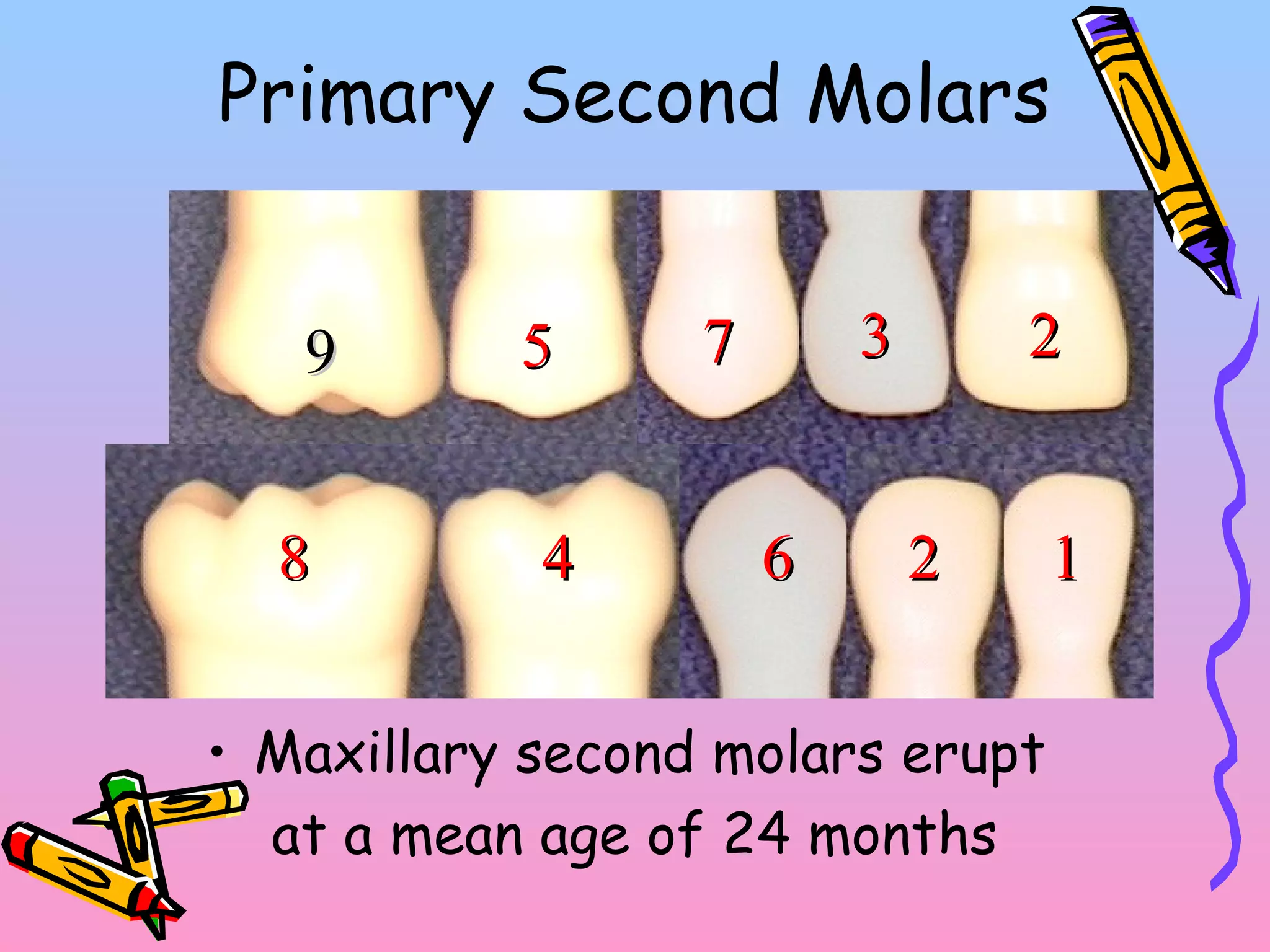 Primary Dentition and Eruption | PPT