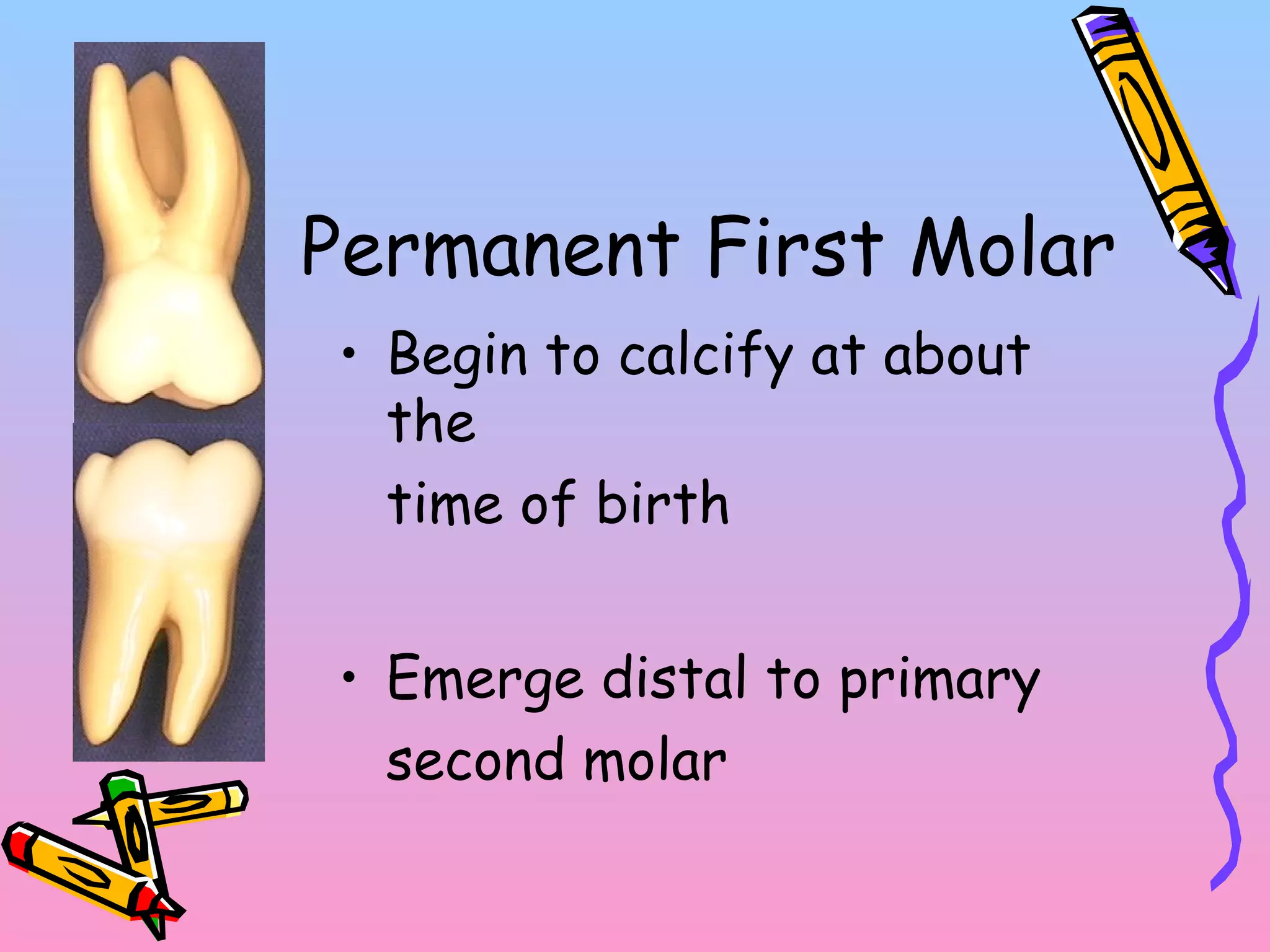 Primary Dentition and Eruption | PPT
