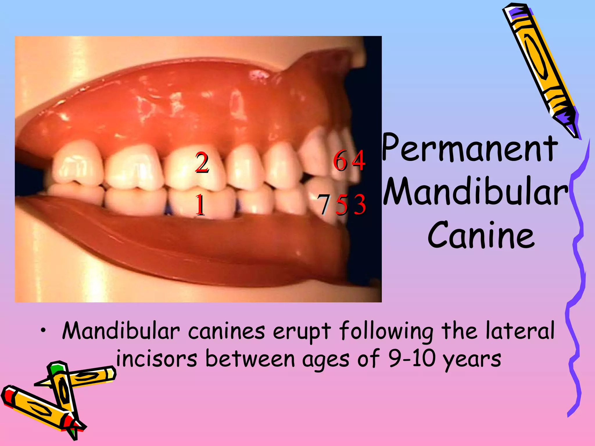 Primary Dentition and Eruption | PPT
