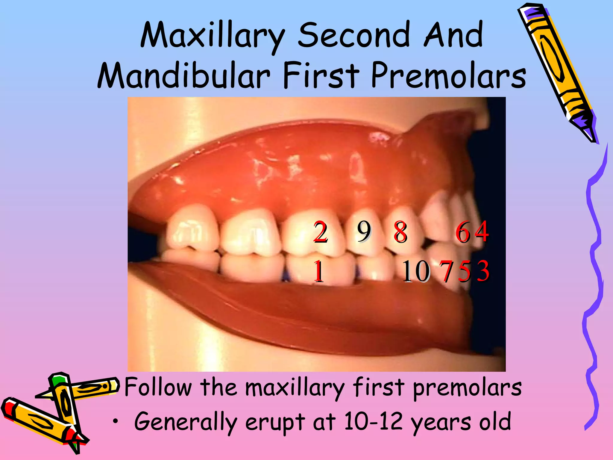 Primary Dentition and Eruption | PPT