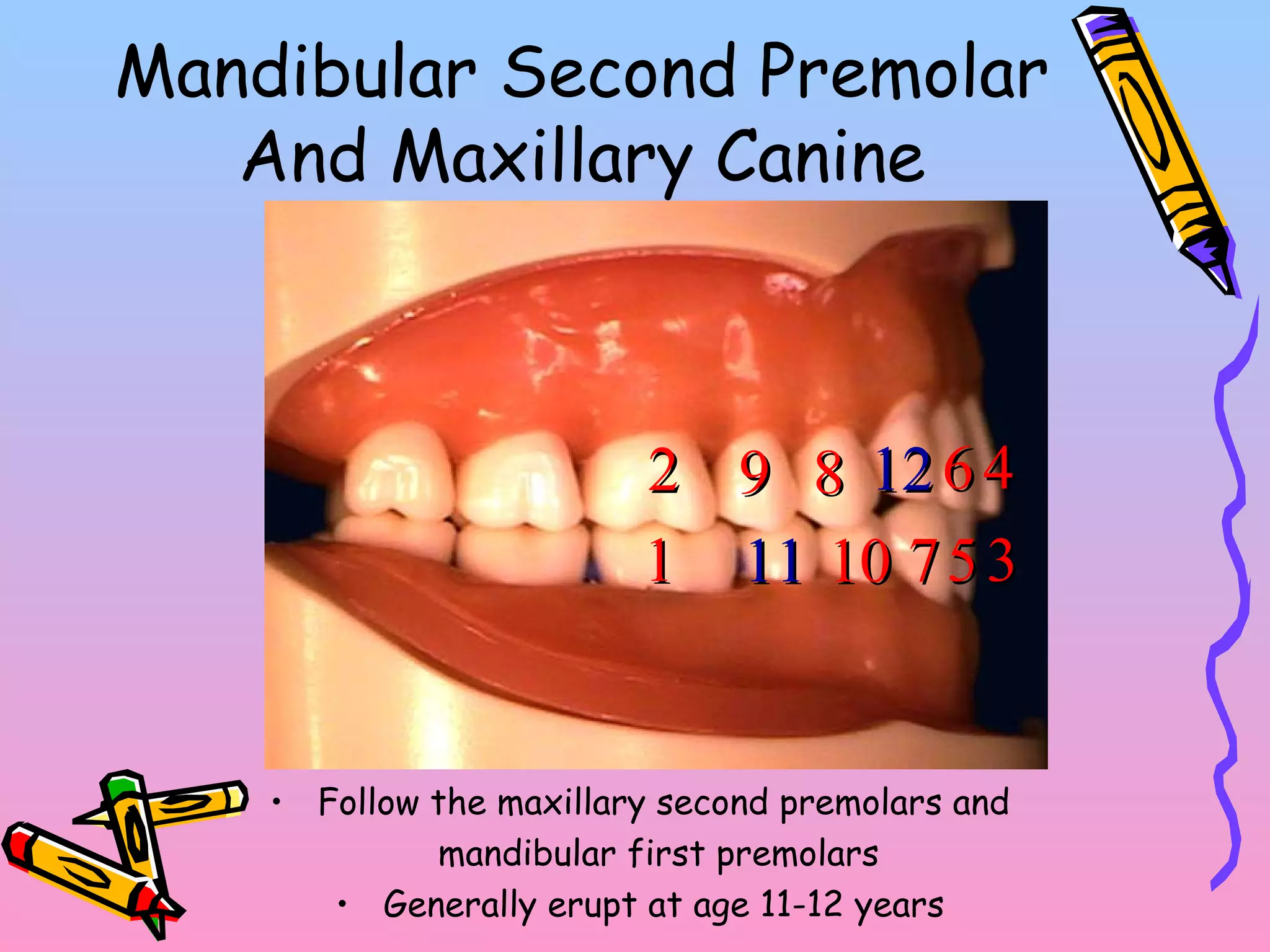 Primary Dentition and Eruption | PPT