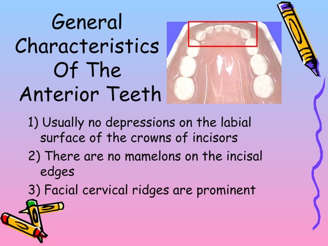 Primary Dentition and Eruption | PPT