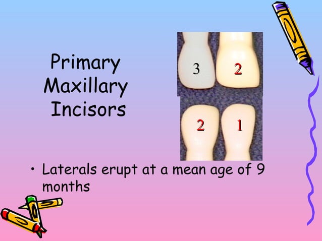 Primary Dentition and Eruption | PPT