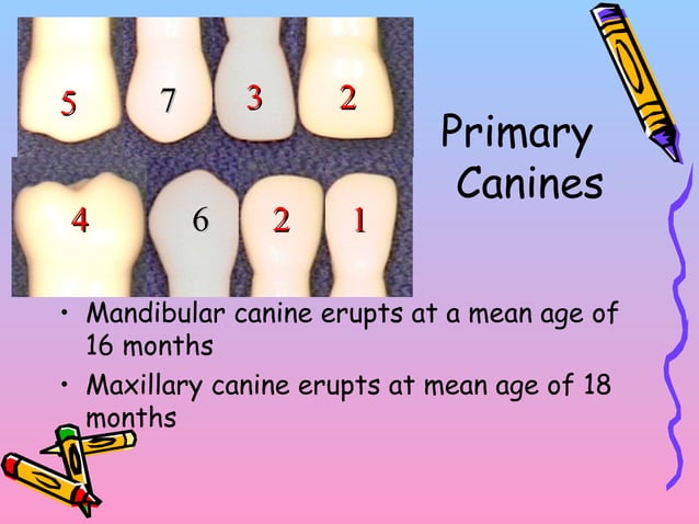 Primary Dentition and Eruption | PPT