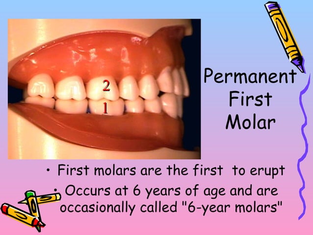 Primary Dentition and Eruption | PPT