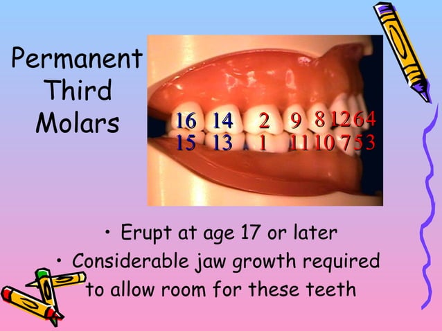 Primary Dentition and Eruption | PPT