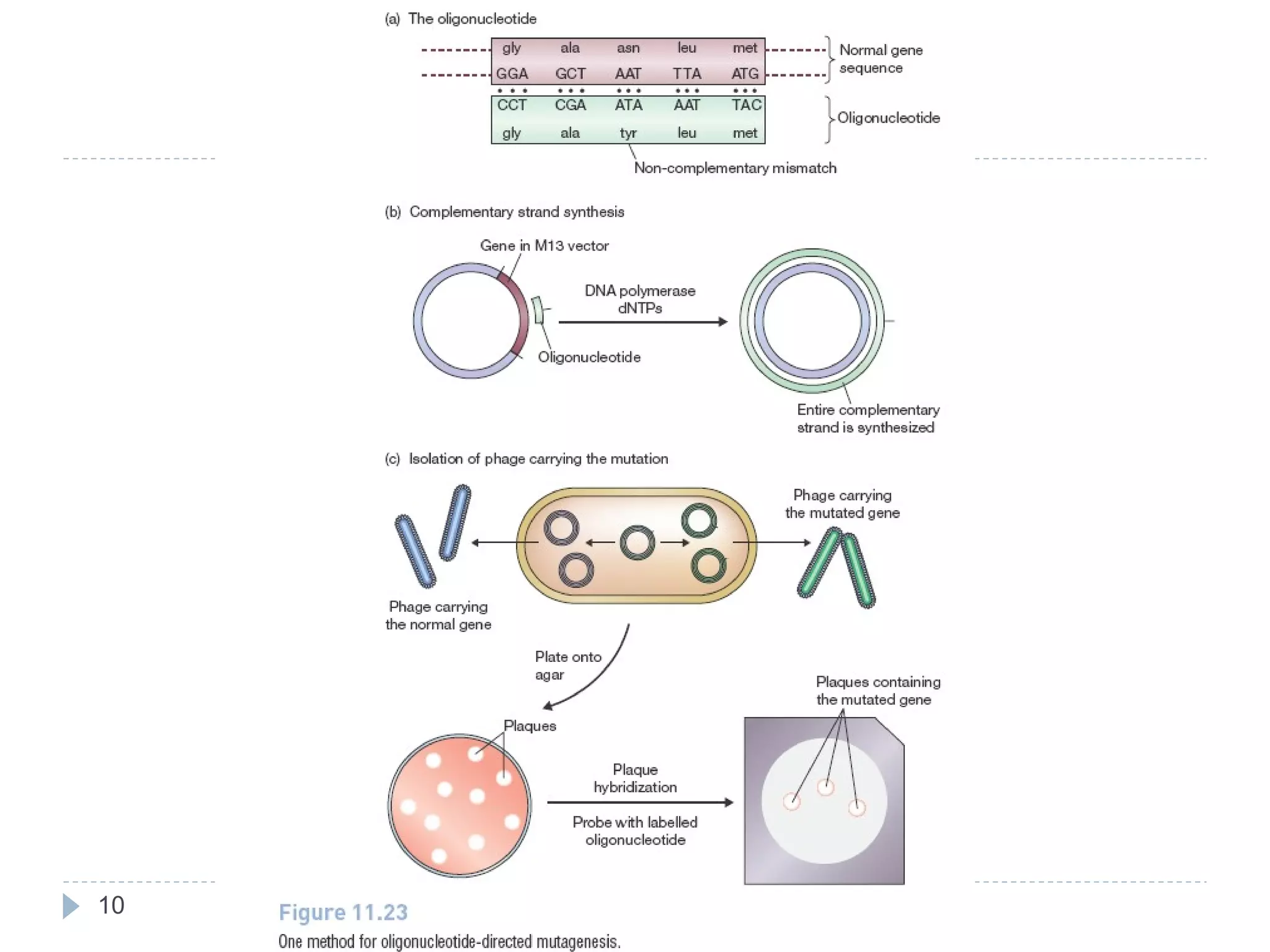 protein engineering and site directed mutagenesis | PPT