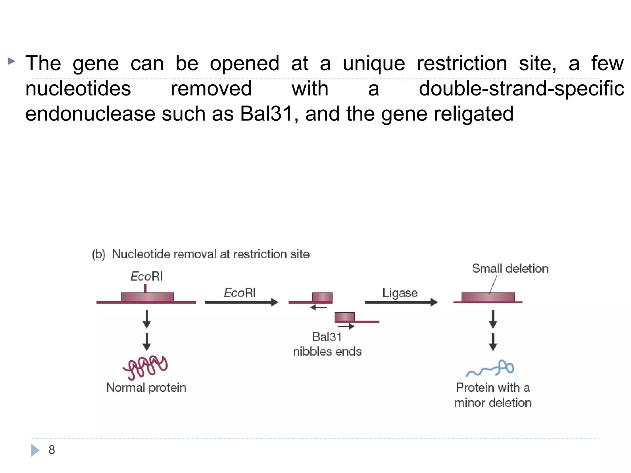 protein engineering and site directed mutagenesis | PPT