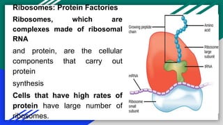 Cytology nucleus and_ribosomes | PPT